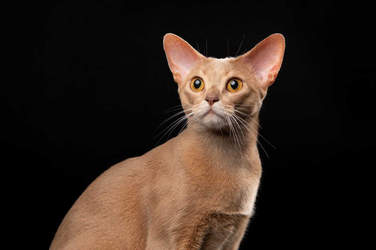 Meet the Breeds – The Cat Show Live