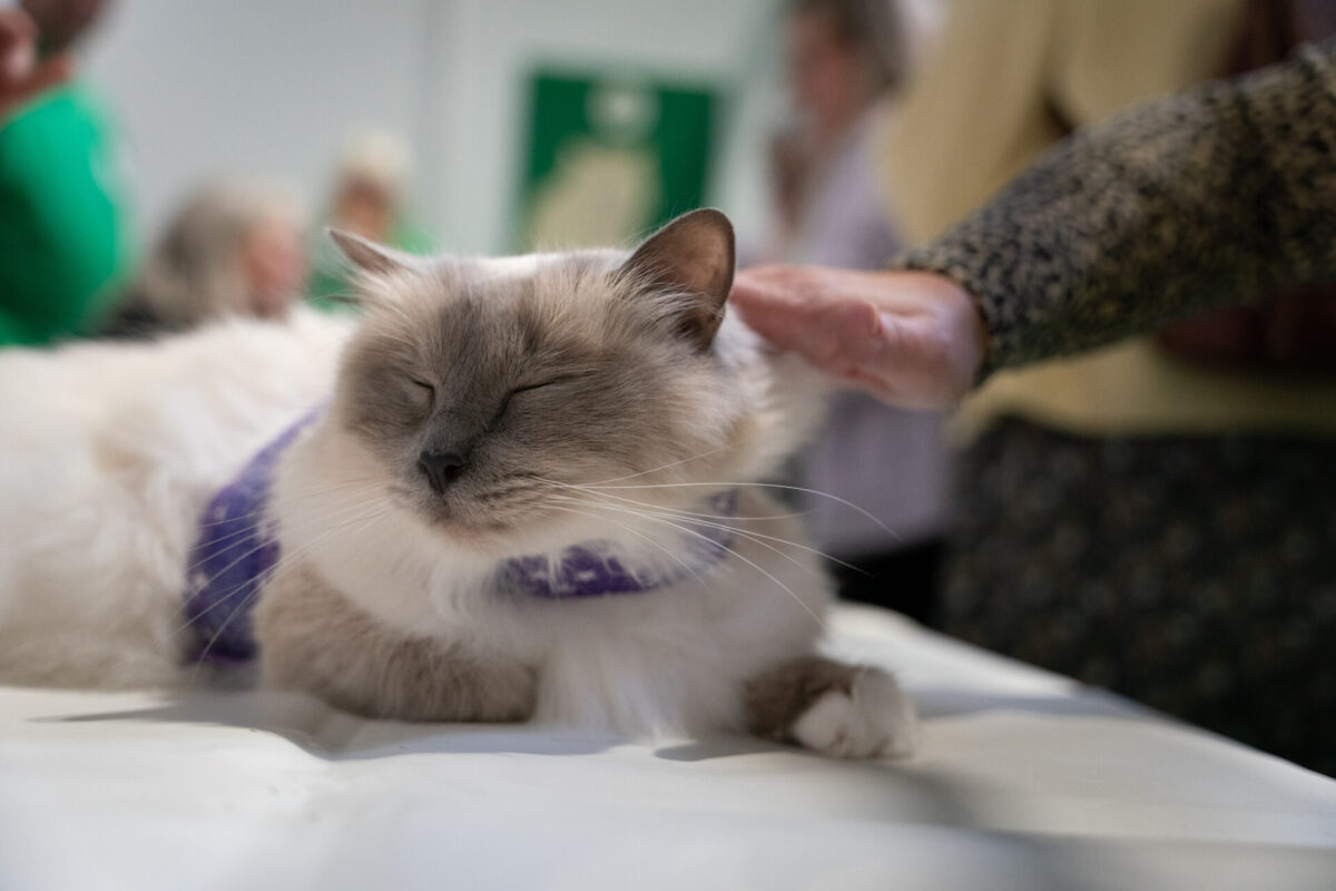 The Cat Show Live – The Cat Show Live