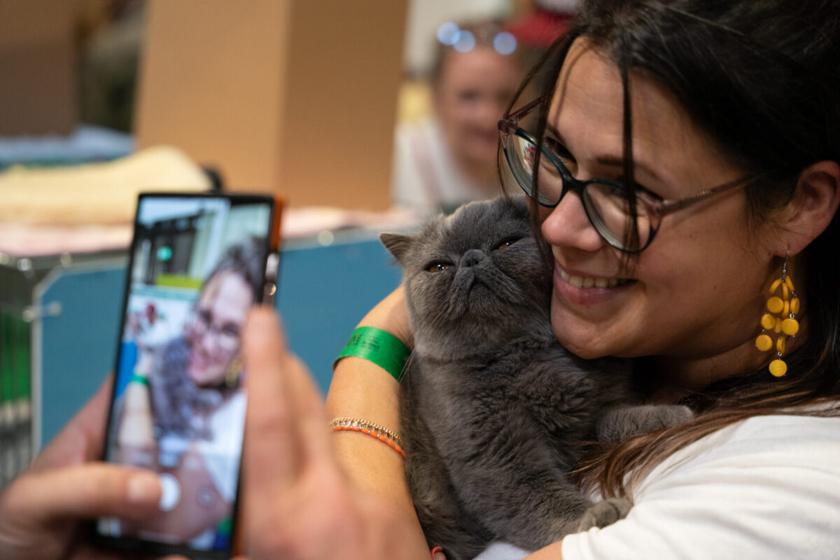 The Cat Show Live – The Cat Show Live